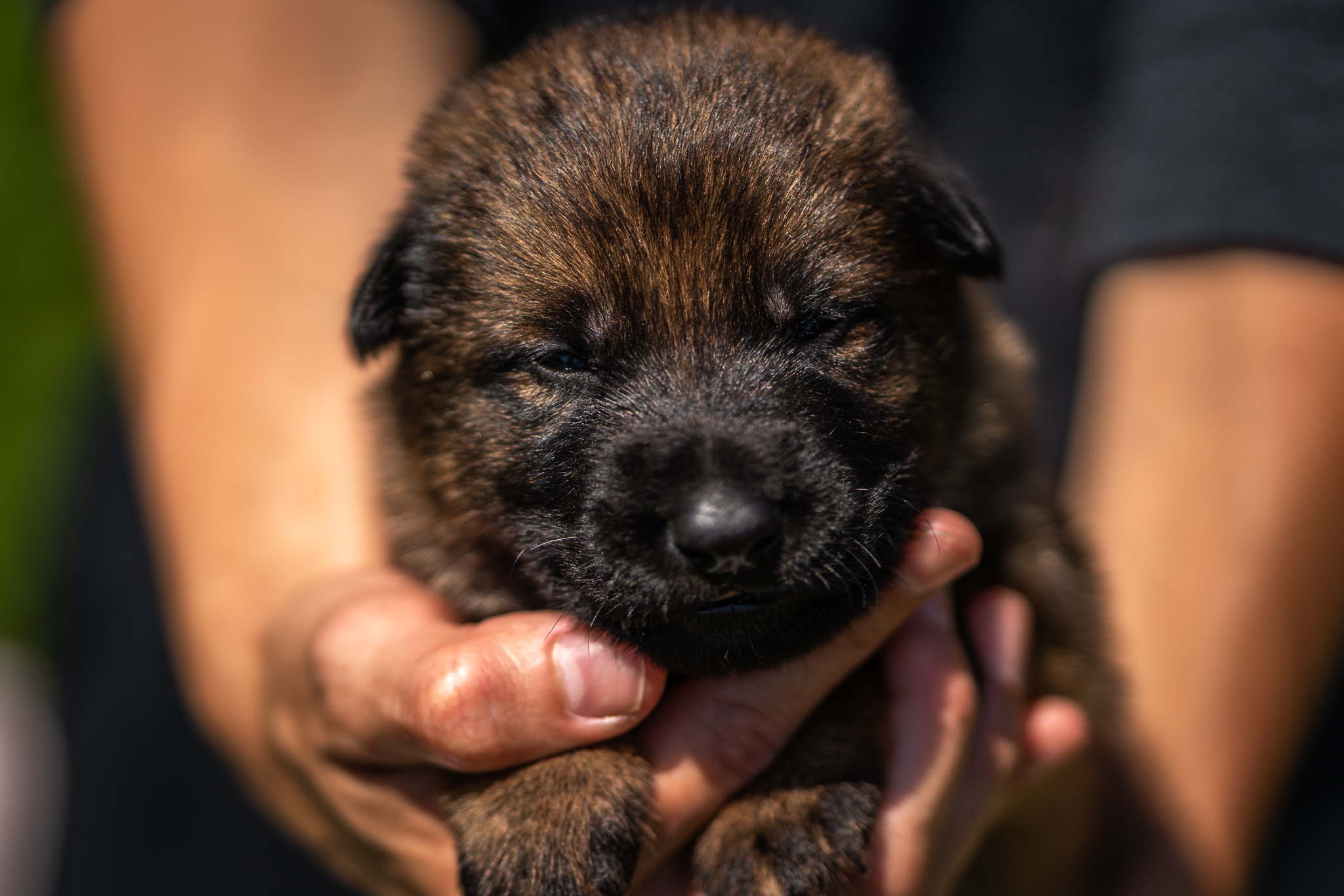 "BENZO" BLUE - Asche K9