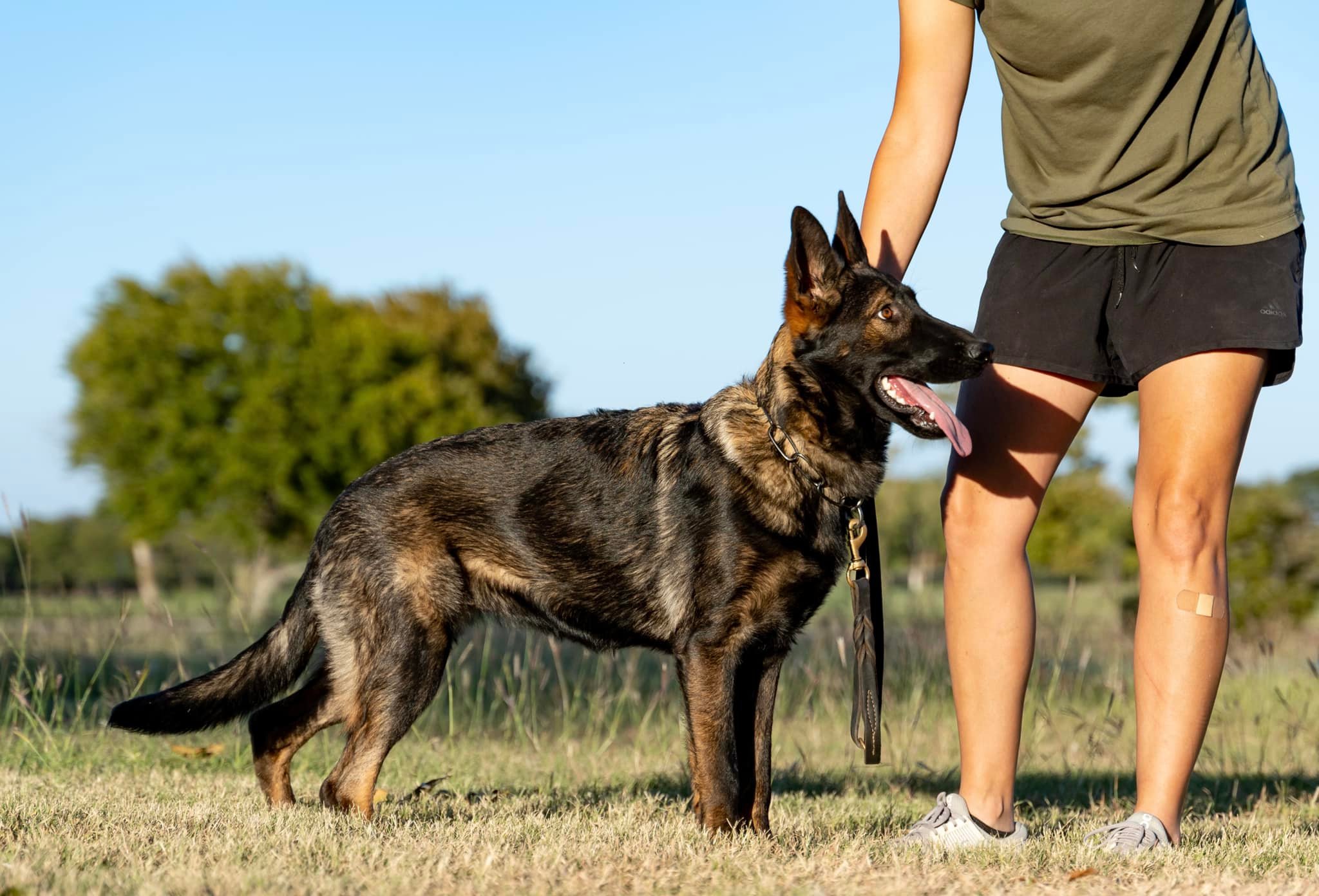 Ghost von der Asche "LILO" - Asche K9