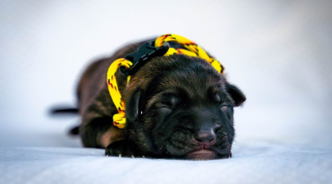 "FREEDOM" YELLOW - Asche K9